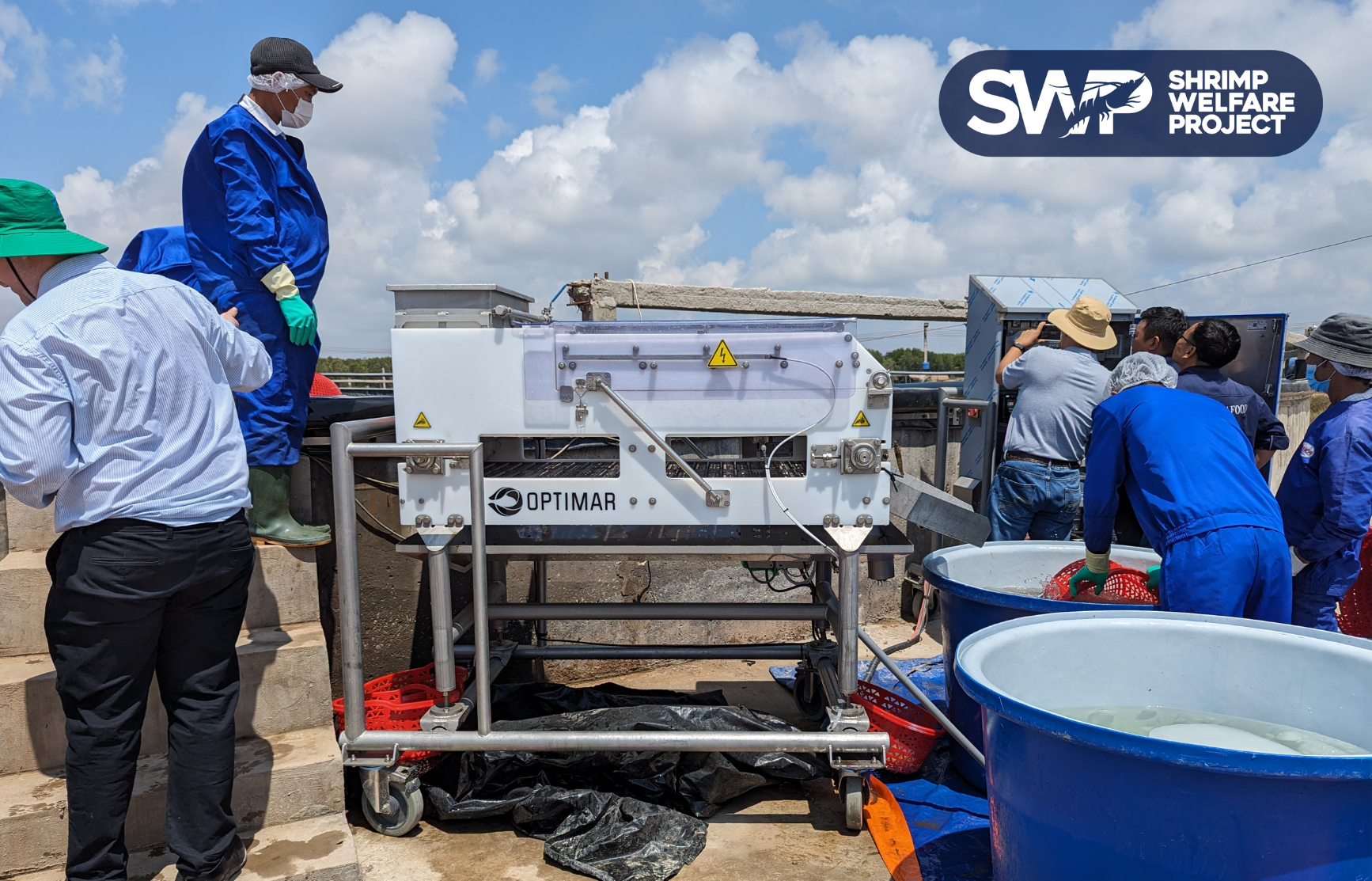 Humane Slaughter for Shrimp: Q&A with Shrimp Welfare Project | Shrimp ...